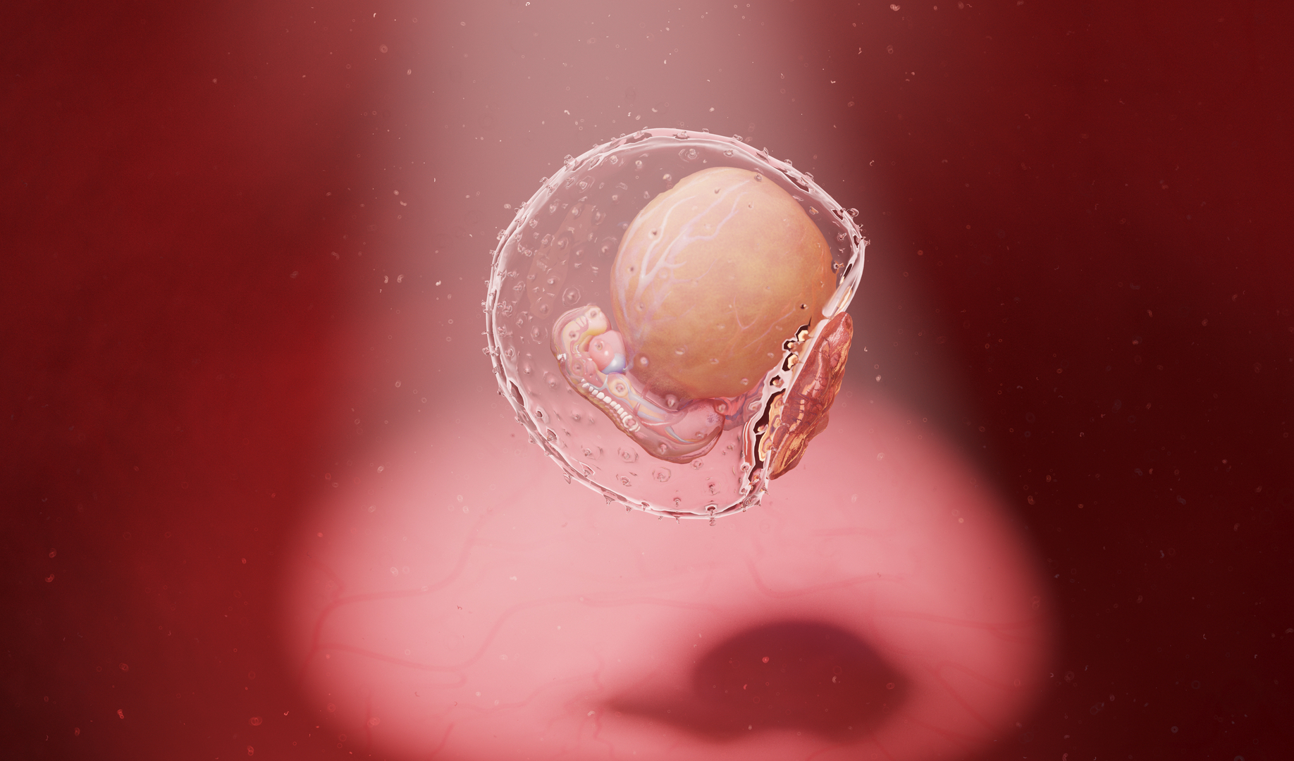 Die Membran, die den Embryo in der frühesten Entwicklungsphase ...