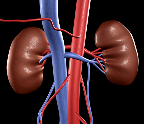 Nephrology - Publications, News and Products about Nephrology in CredoWeb